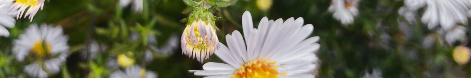 ABOUT US - South Pacific College of Natural Medicine Alumni Association